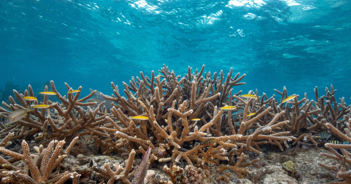 Coral Reef Restoration in the Florida Keys | United Way Worldwide